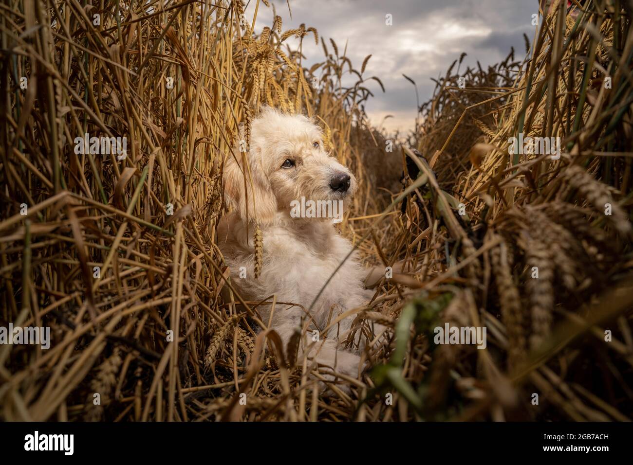 Scruffy dog in a wheat field Stock Photo - Alamy