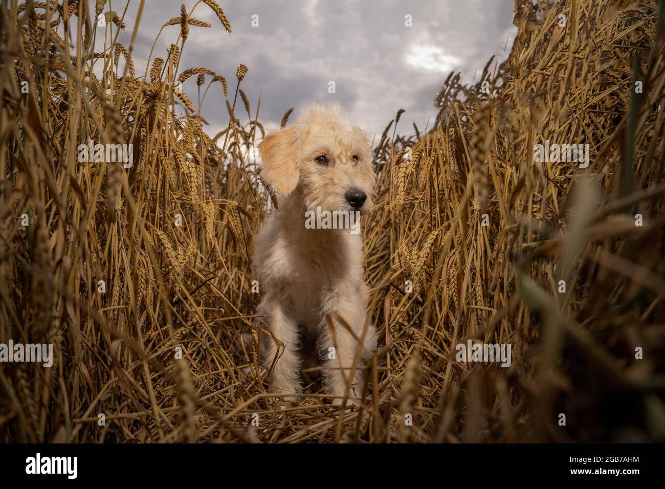 Labradoodle in a wheat field Stock Photo - Alamy