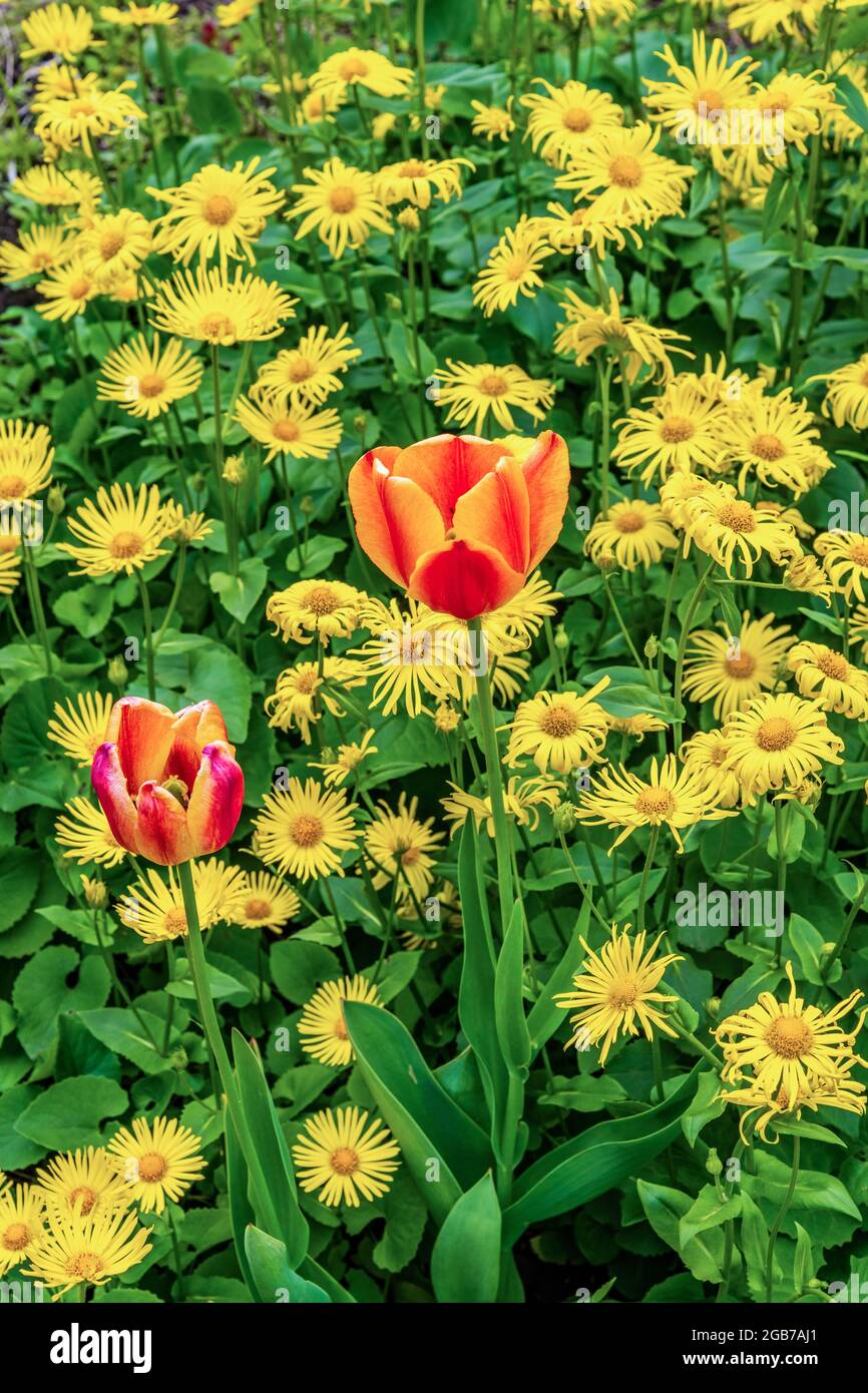 Early Spring Blooms At Manito Park, Spokane, Washington Stock Photo - Alamy