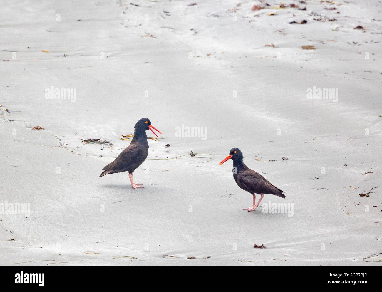 Black Oystercatchers Bonding Behavior Stock Photo - Alamy