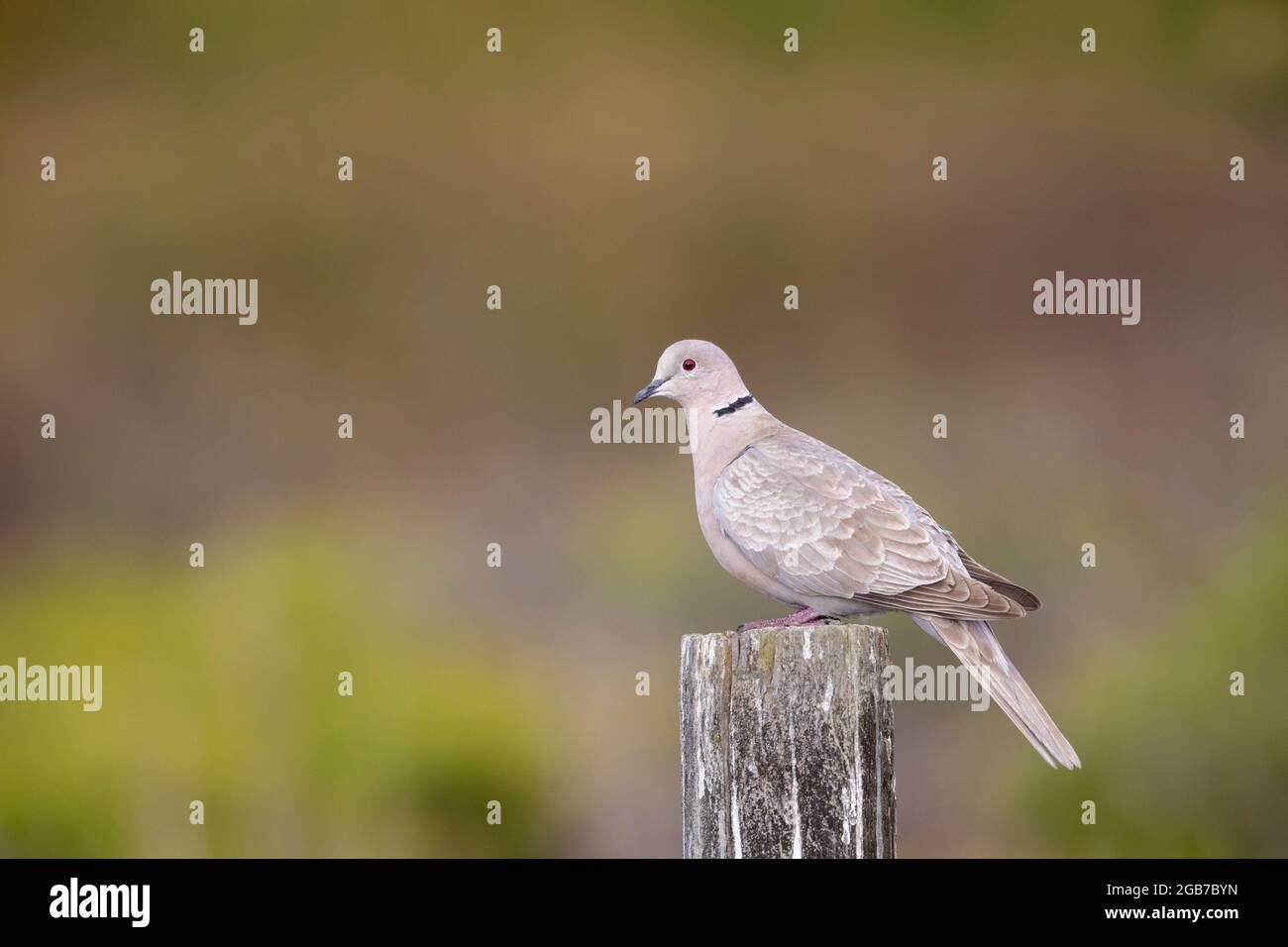 Eurasian Collared Dove Stock Photo - Alamy