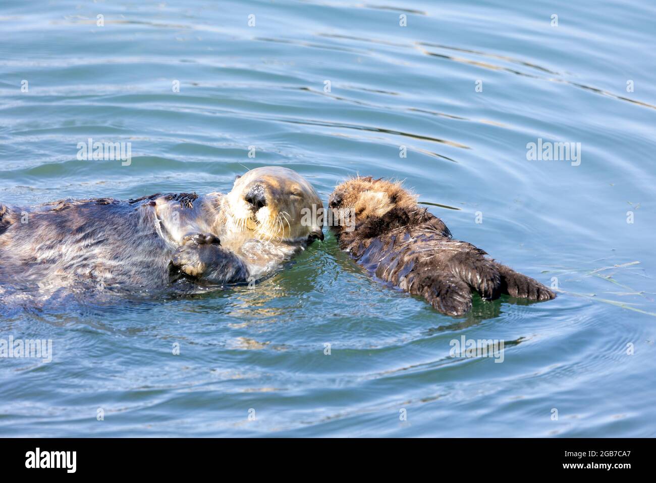 Sea otter sleeping hi-res stock photography and images - Alamy
