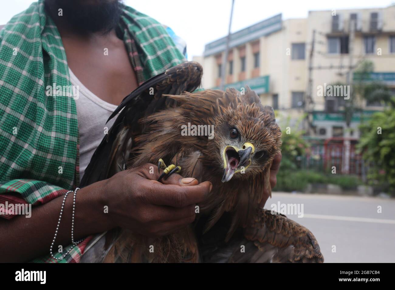 Dhaka, Bangladesh. 2nd Aug, 2021. A man rescued an injured kite during ...