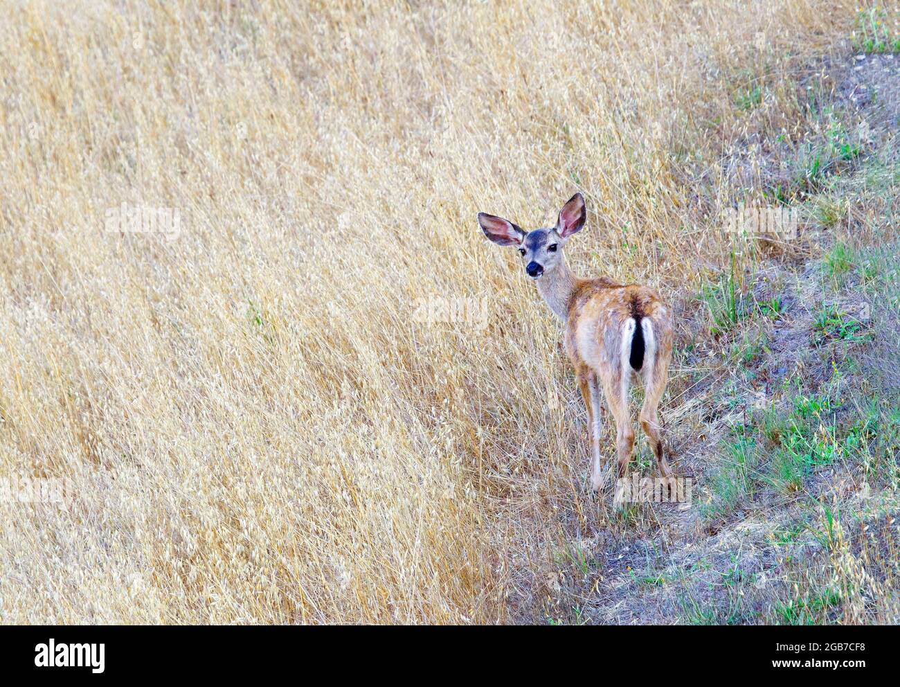 Blacktail deer fawn looking back hi-res stock photography and images ...