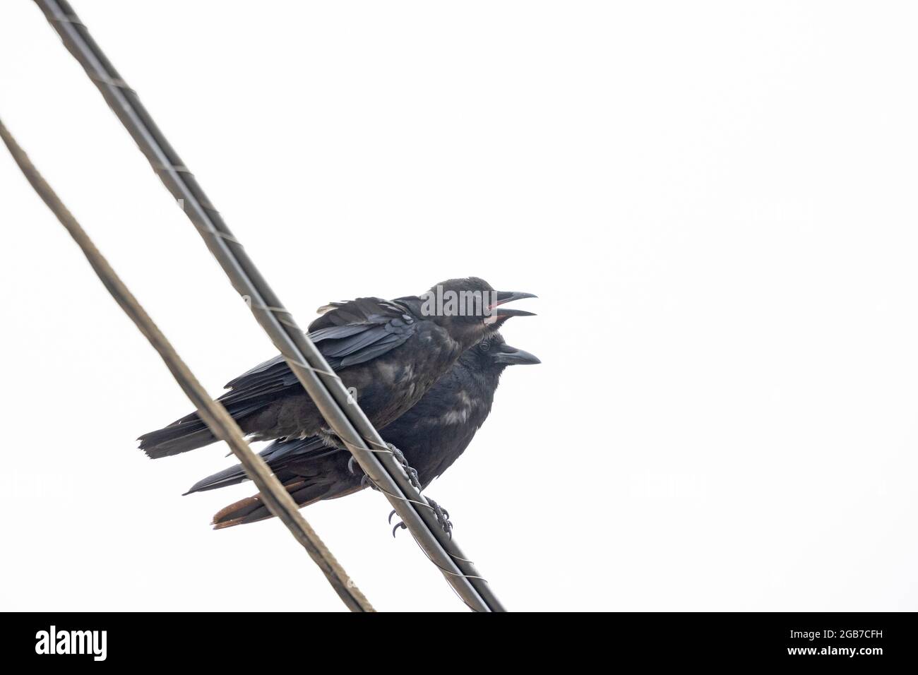 Two Crows on Phone Line Stock Photo - Alamy