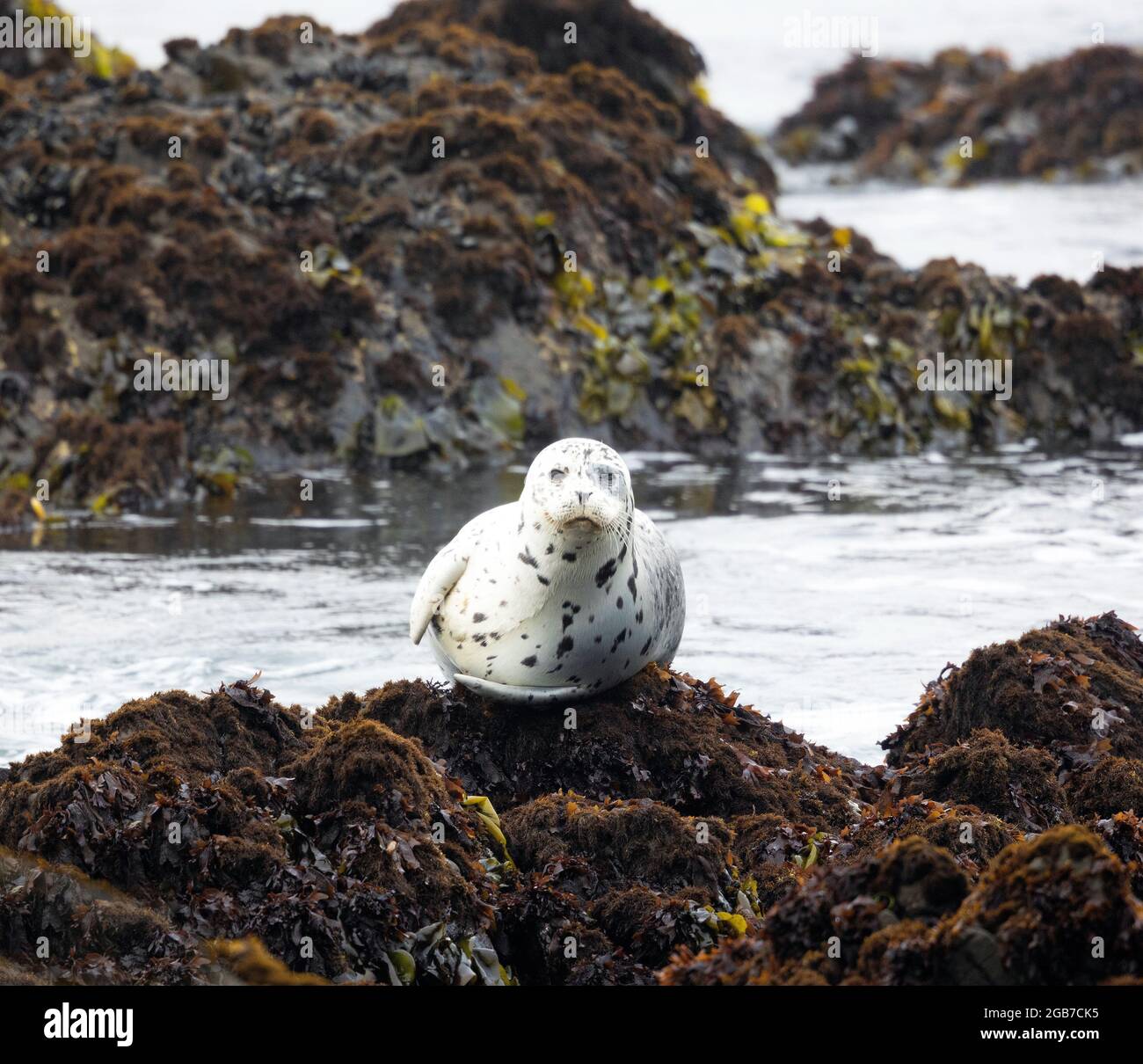 White harbor seal hauled out on rocks hi-res stock photography and ...