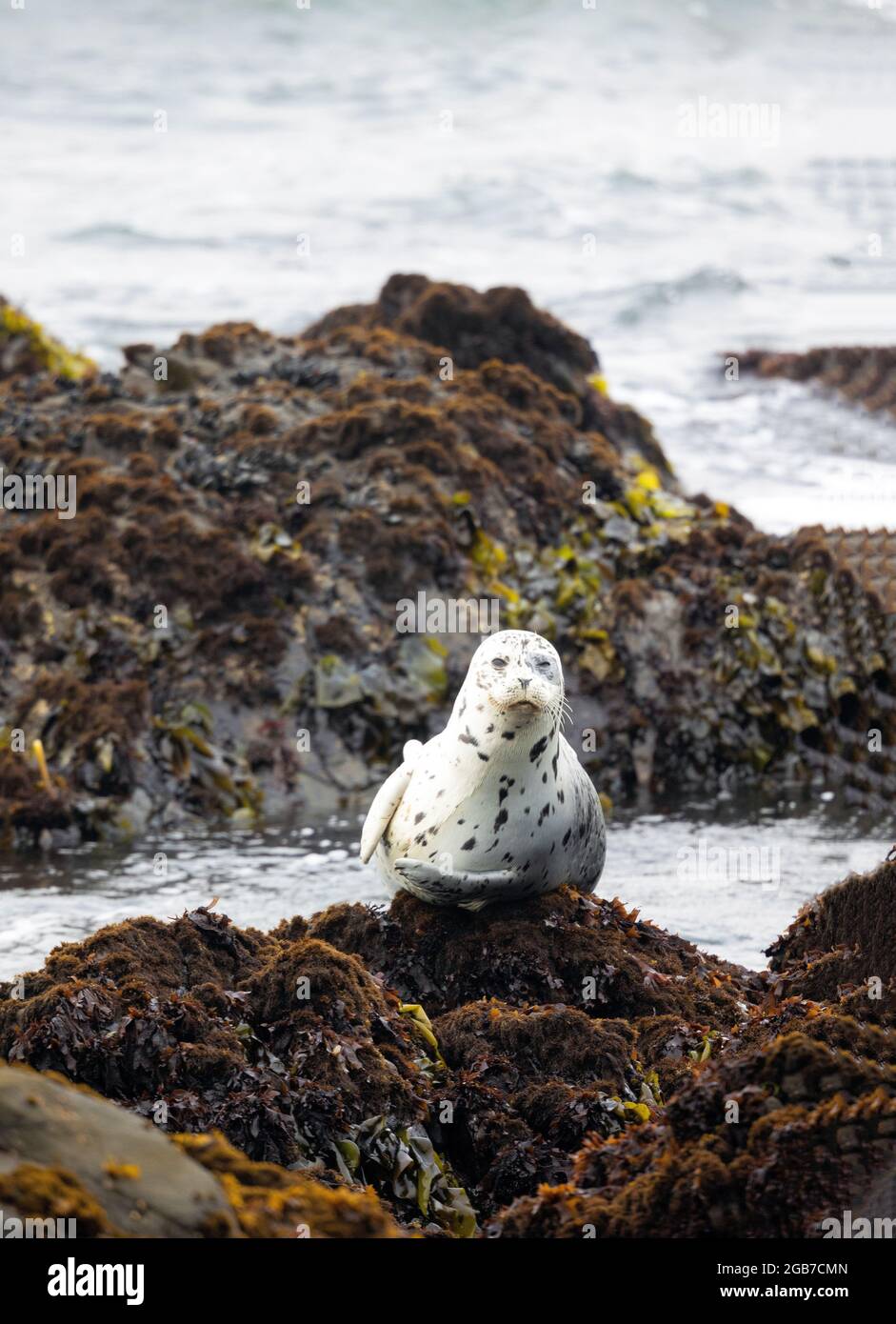White Harbor Seal Hauled out on Rocks Stock Photo - Alamy