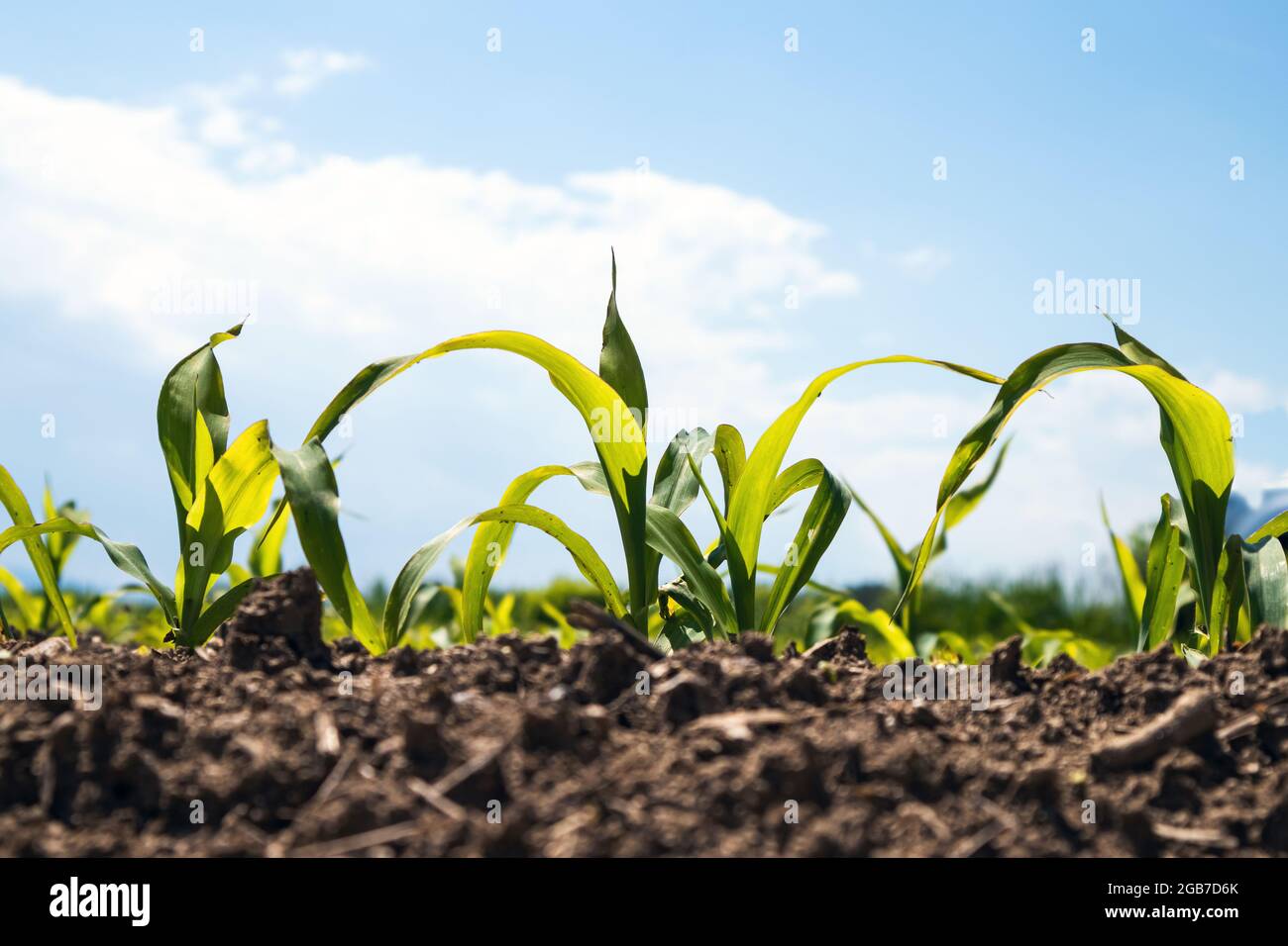 Young green corn field sunset hi-res stock photography and images - Alamy