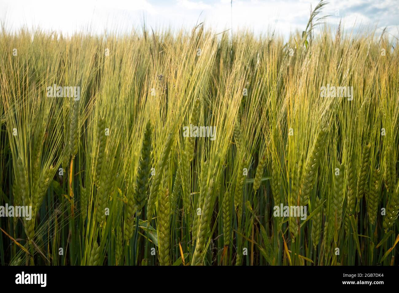 Swaying ears green barley in hi-res stock photography and images - Alamy