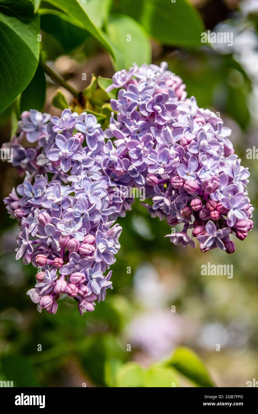 Lilac budding in spring hi-res stock photography and images - Alamy