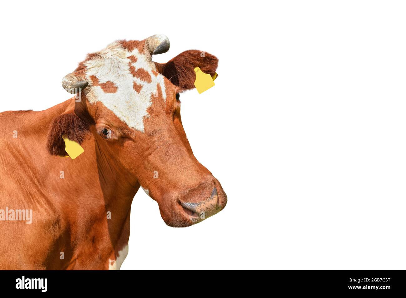 Funny red spotted cow portrait closeup. Farm animal cow with horns ...