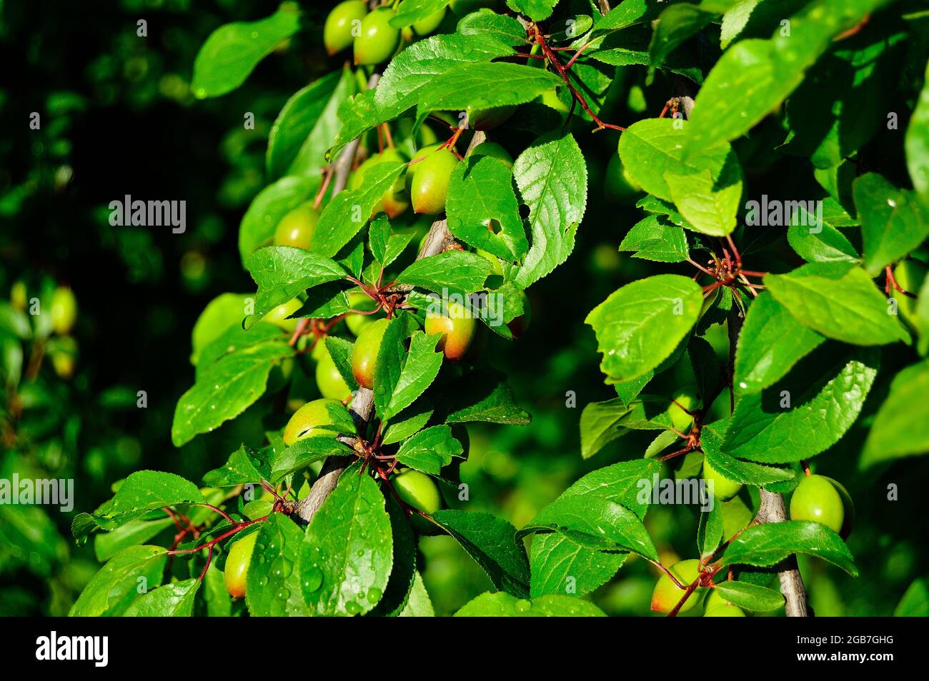 Drops of dew and mist on young leaves of plants, bushes and shrubs ...