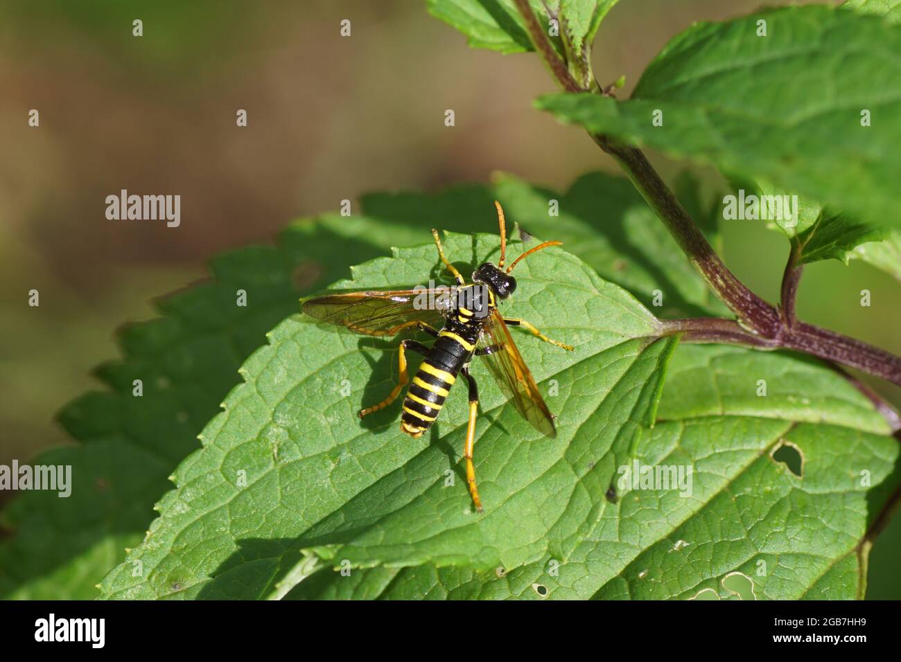 Figwort Sawfly (Tenthredo scrophulariae), family Common sawflies ...