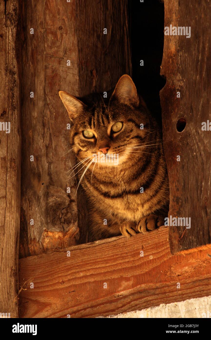 Tabby cat sitting between timbers of barn in Swiss village Stock Photo ...