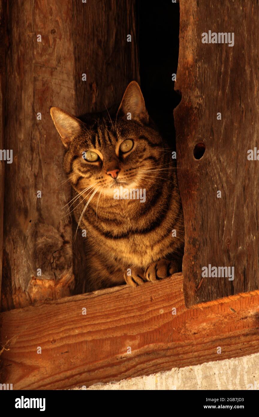 Between timbers hi-res stock photography and images - Alamy