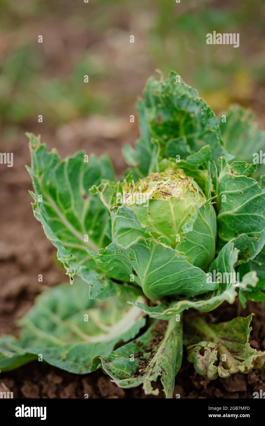 Close-up of cabbage damaged by pests. Head of cabbage and cabbage ...