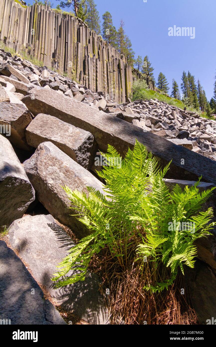 Columns at Devil's Postpile National Monument Stock Photo - Alamy