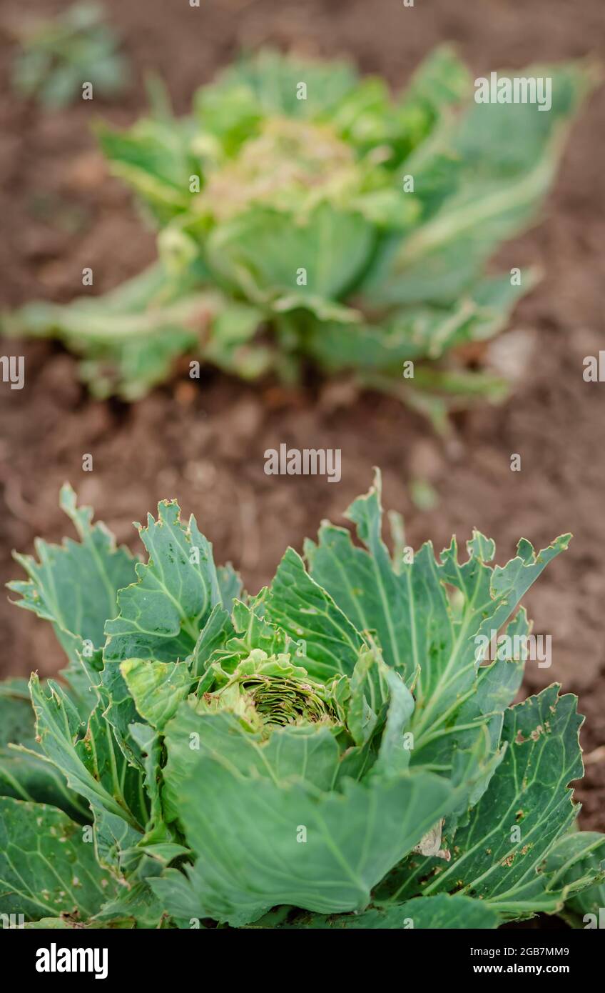 Close-up of cabbage damaged by pests. Head of cabbage and cabbage ...
