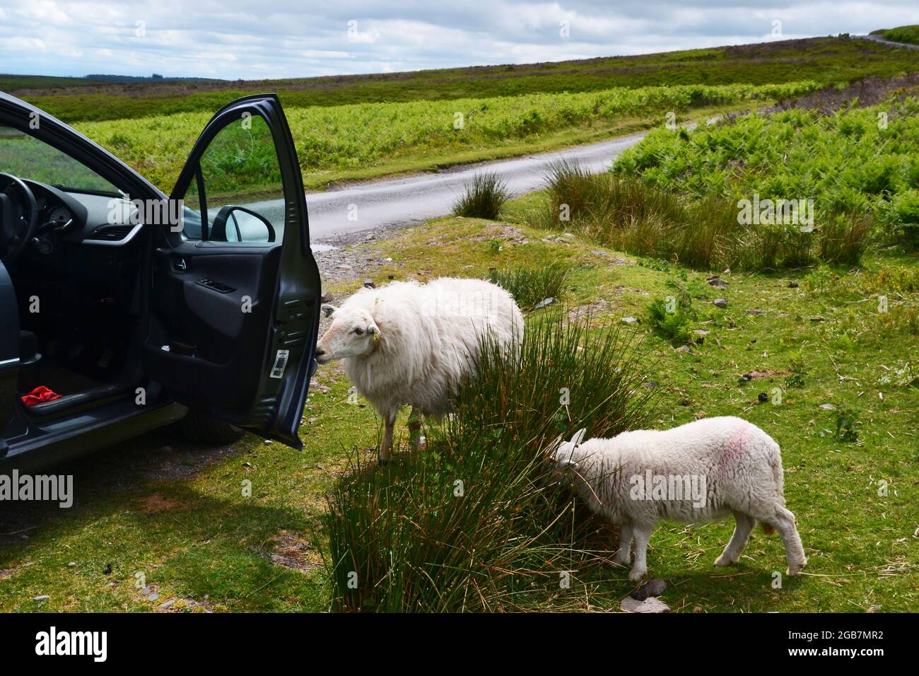Sheep grazing beside a car on the Long Mynd in the Shropshire Hills, UK ...