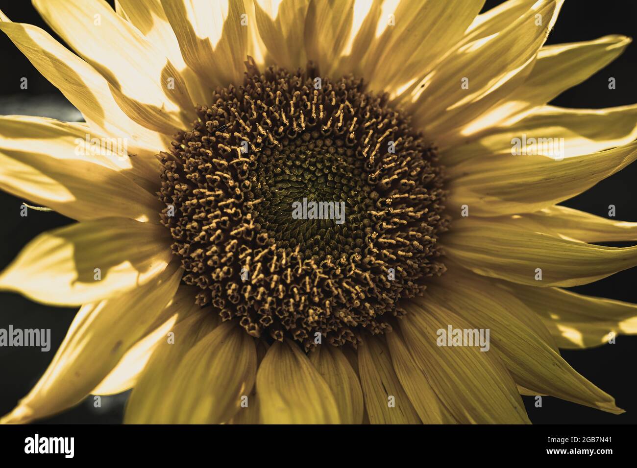 A close up of a sunflower with petals fully opened. The florets in the ...