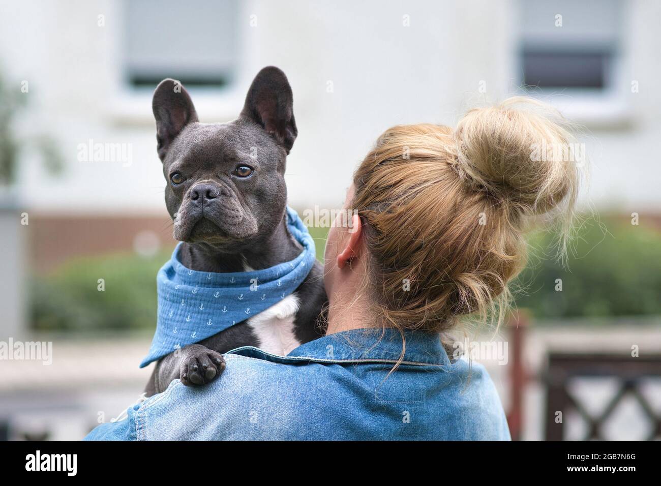 Blond Wwoman holding French Bulldog dog over shoulder Stock Photo - Alamy