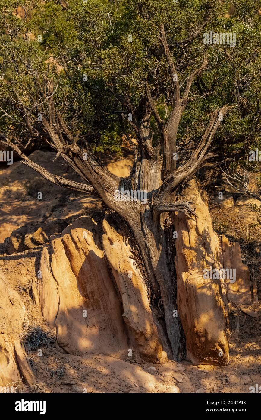 Utah Juniper, Juniperus osteosperma, growing in a split rock in ...