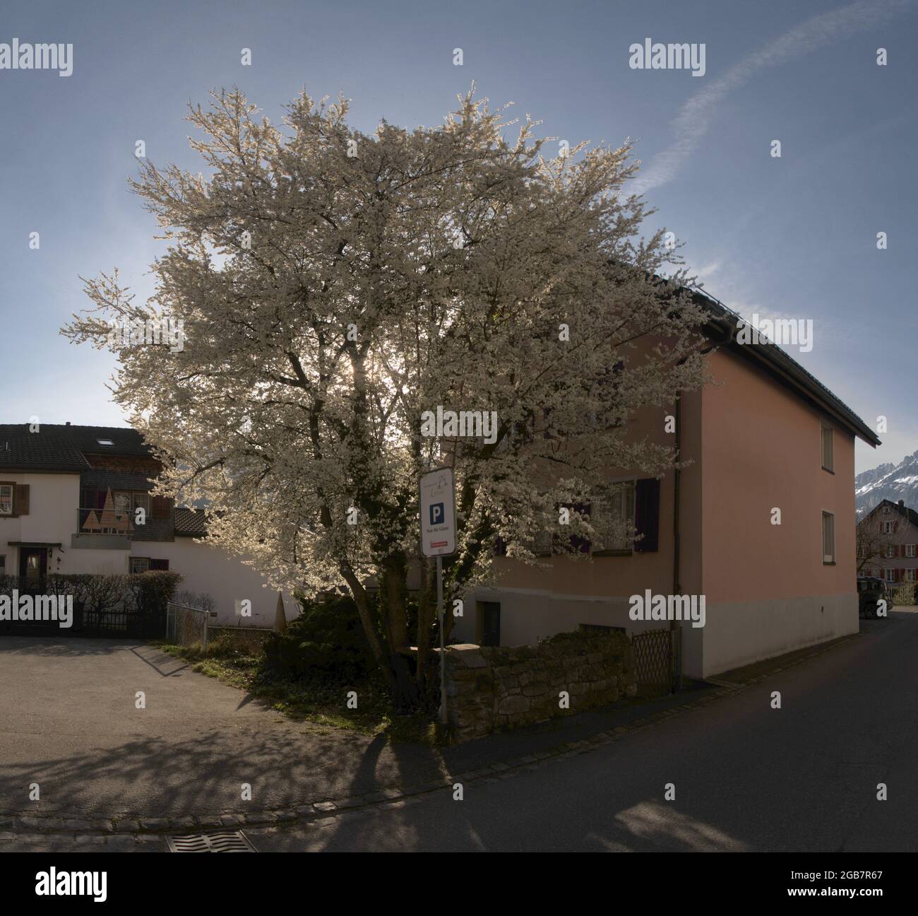 Flowering thorn tree in the Swiss village of Berschis during Spring ...