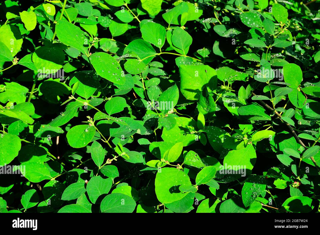 Drops of dew and mist on young leaves of plants, bushes and shrubs ...