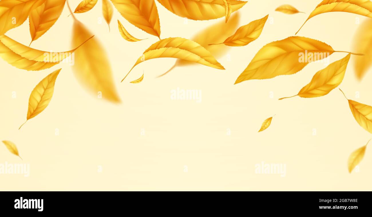 Falling flying autumn leaves background. Realistic autumn yellow leaf ...