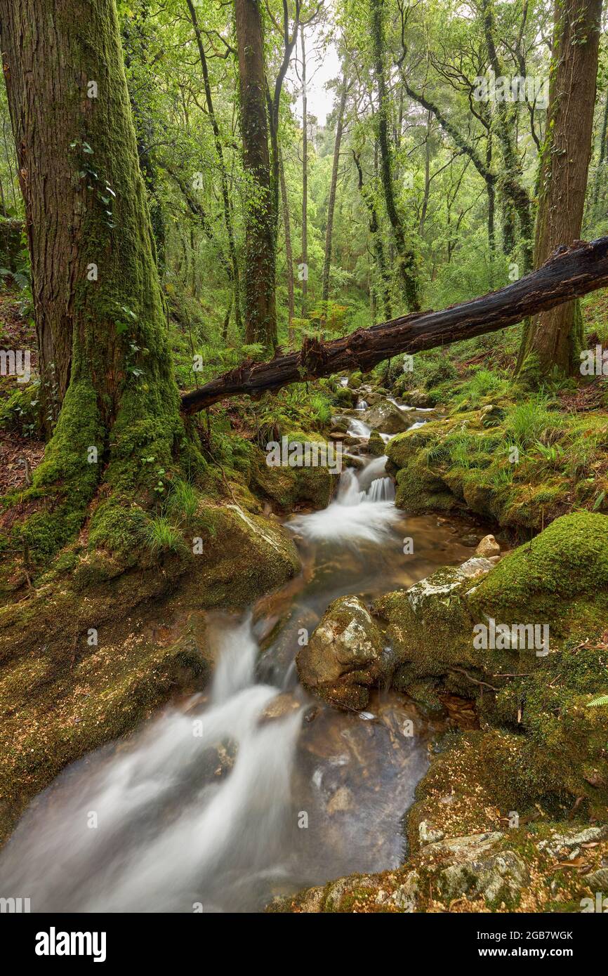 Tree fallen over a small river in a forest in the area of Galicia ...