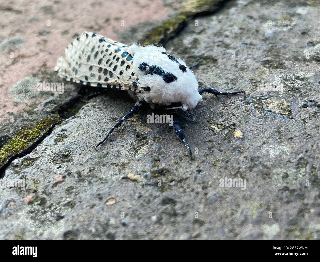 Leopard Moth (Zeuzera pyrina) in profile. leopard moth or wood leopard ...