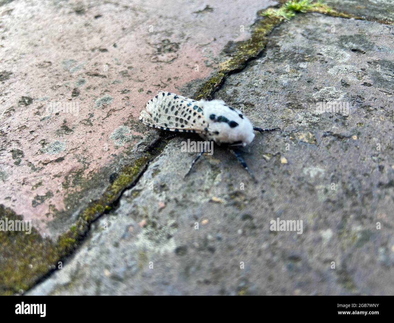 Leopard Moth (Zeuzera pyrina) in profile. leopard moth or wood leopard ...