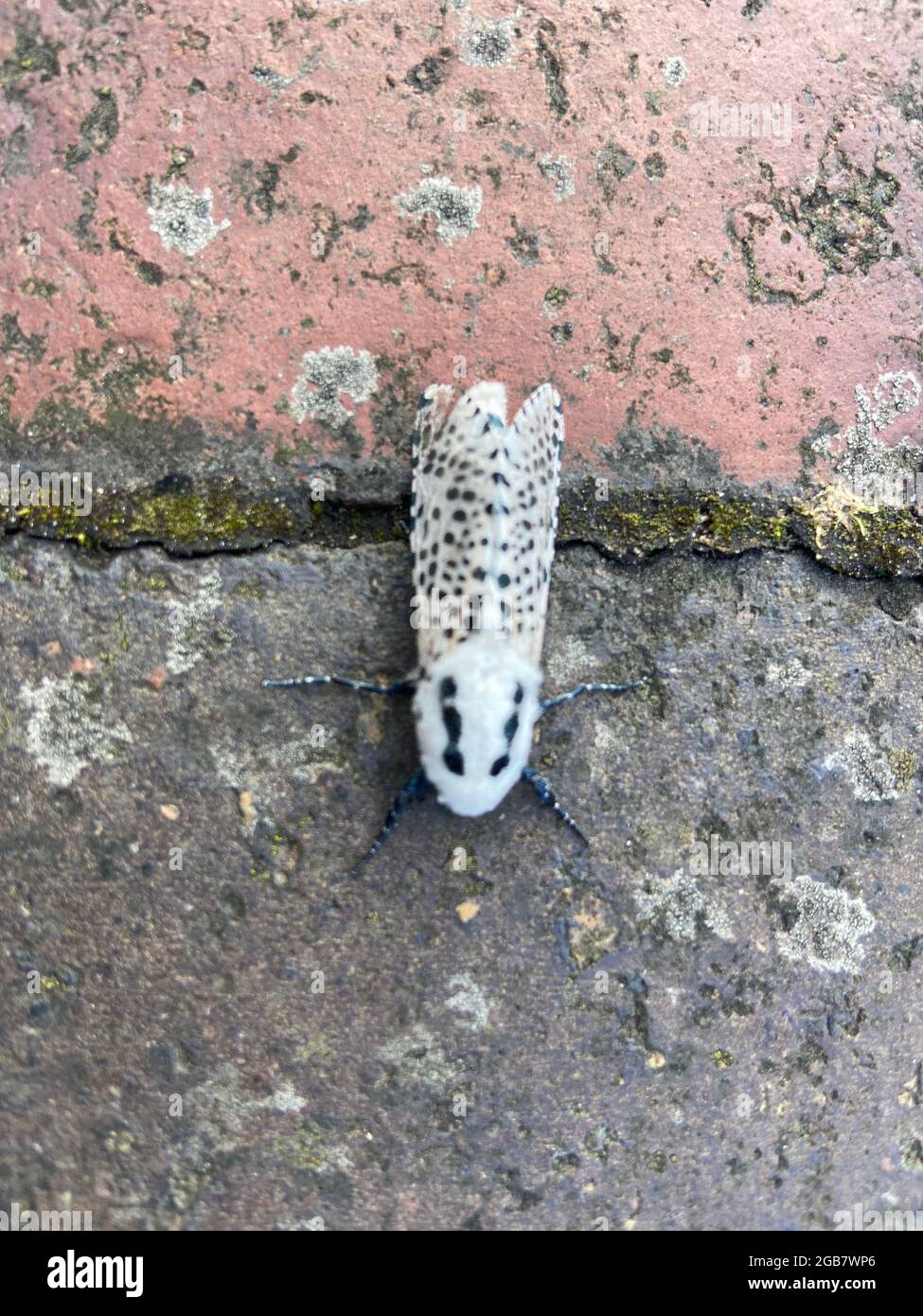 Leopard Moth (Zeuzera pyrina) in profile. leopard moth or wood leopard ...