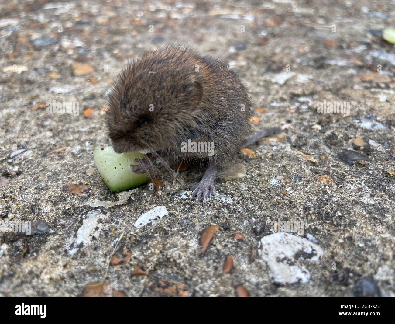 bank vole small UK rodent mammal eating cucumber also known as meadow ...