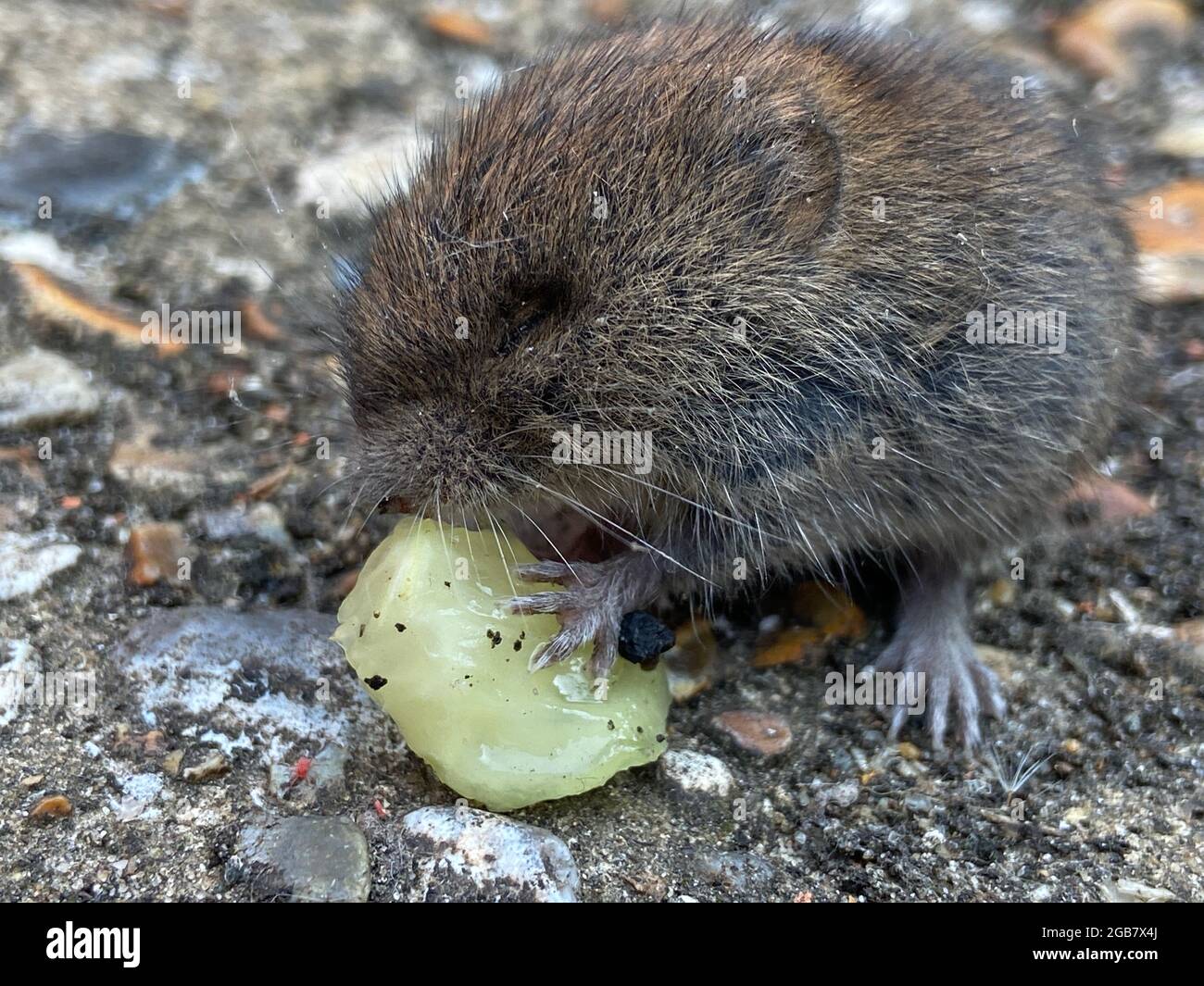 Vole Rodent