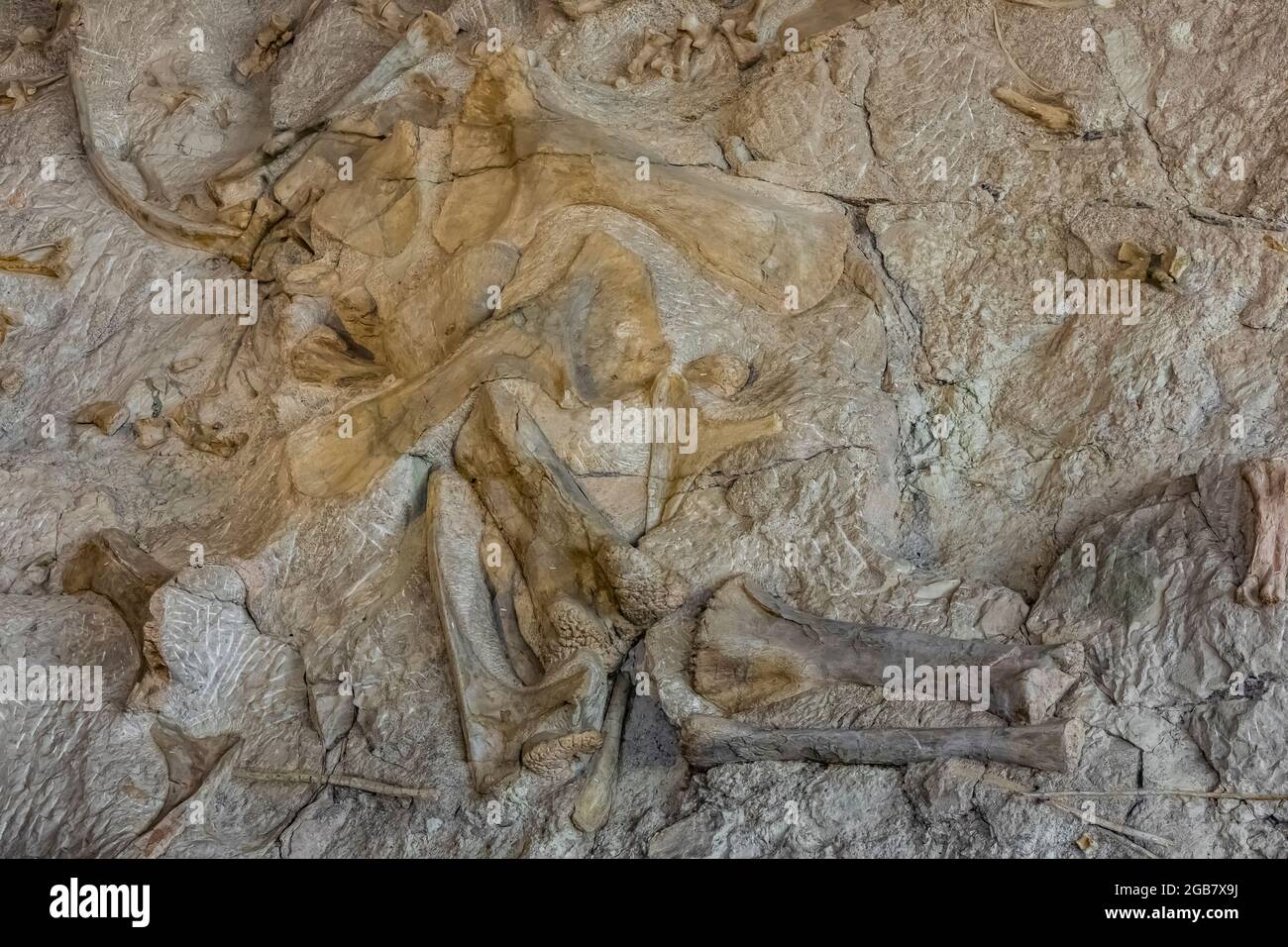 Spectacular exhibit of dinosaur bones excavated in situ by ...