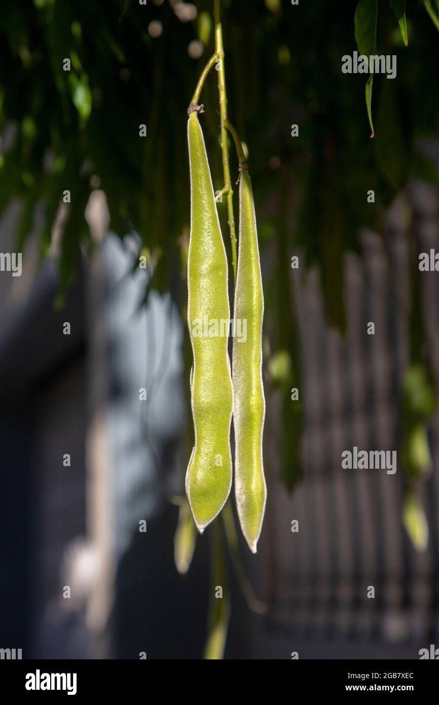 Wisteria seed pods hi-res stock photography and images - Alamy