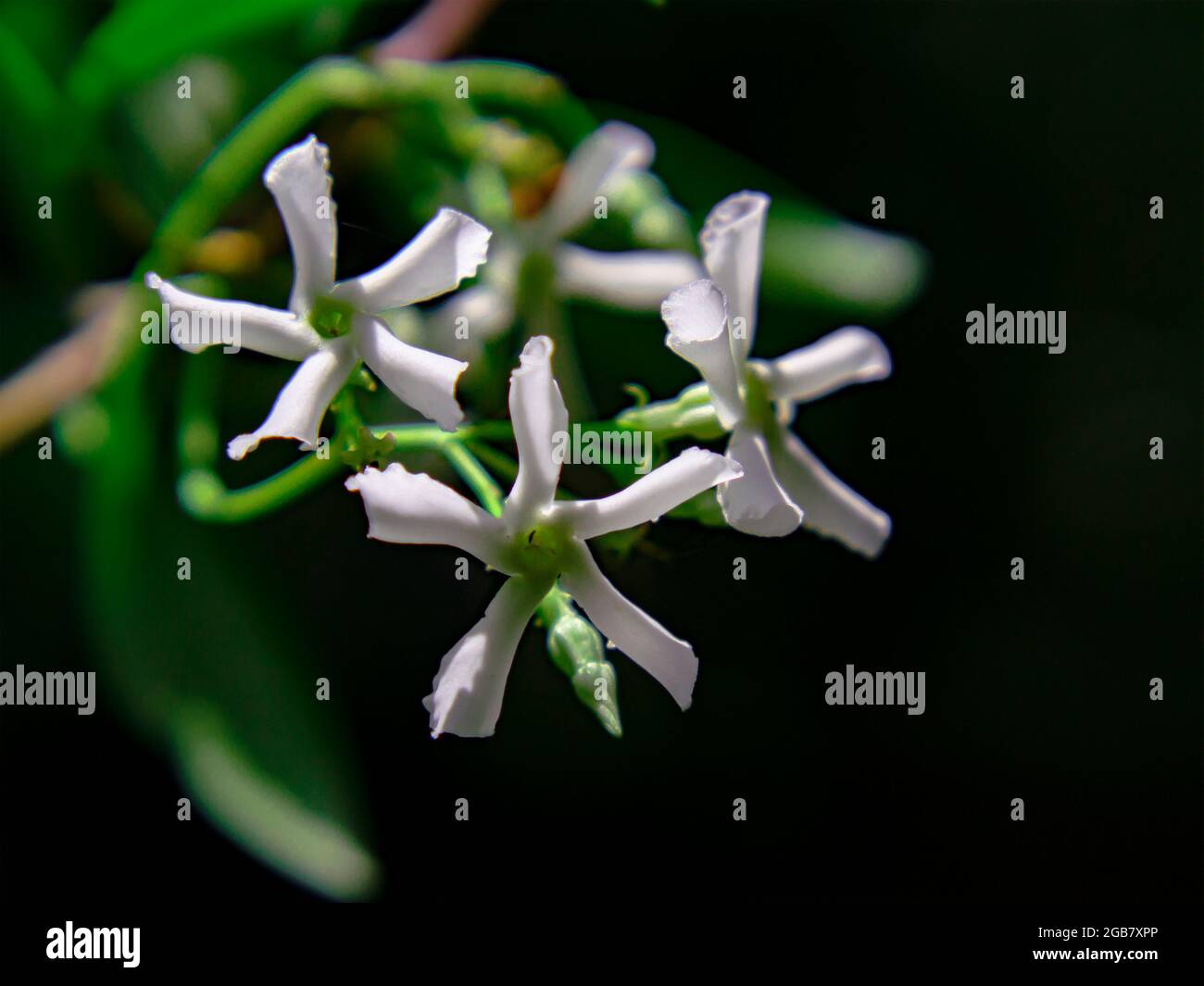Chinese jasmine flowers isolated on dark background. natural natural ...