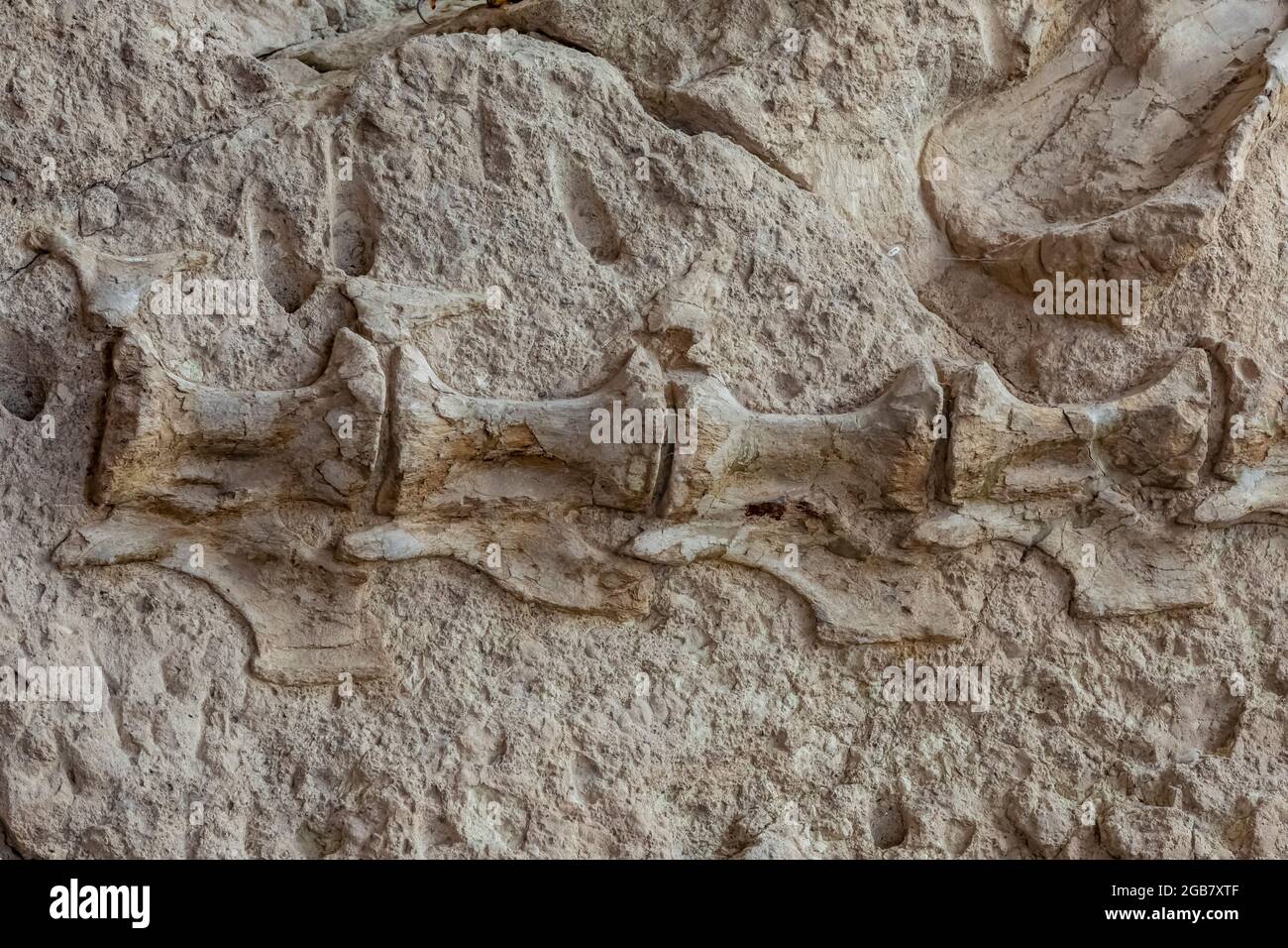 Spectacular exhibit of dinosaur bones excavated in situ by ...