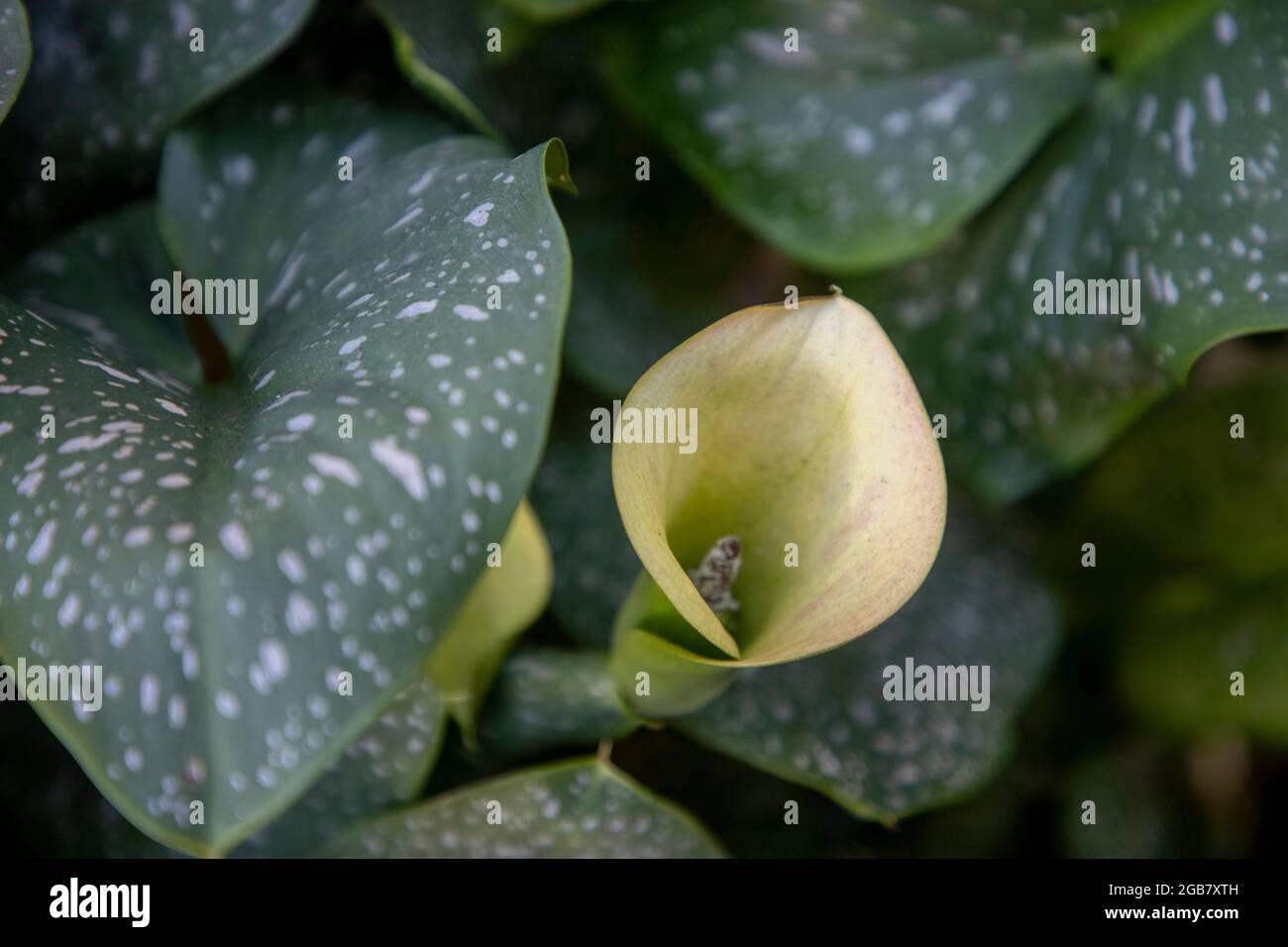 Calla Lilies growing in a garden in Berkeley California Stock Photo - Alamy