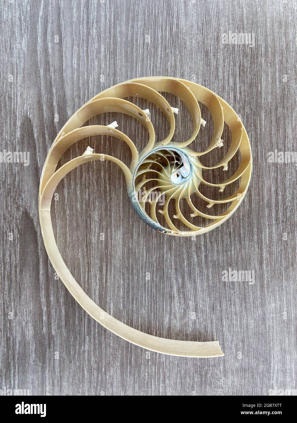 nautilus shell symmetry Fibonacci half cross section spiral golden ...