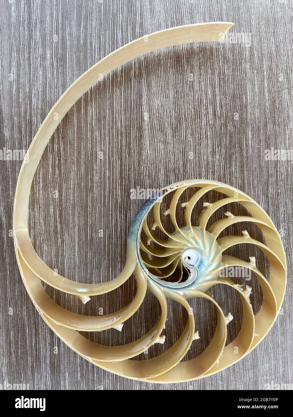 Nautilus Shell Symmetry Fibonacci Half Cross Section Spiral Golden