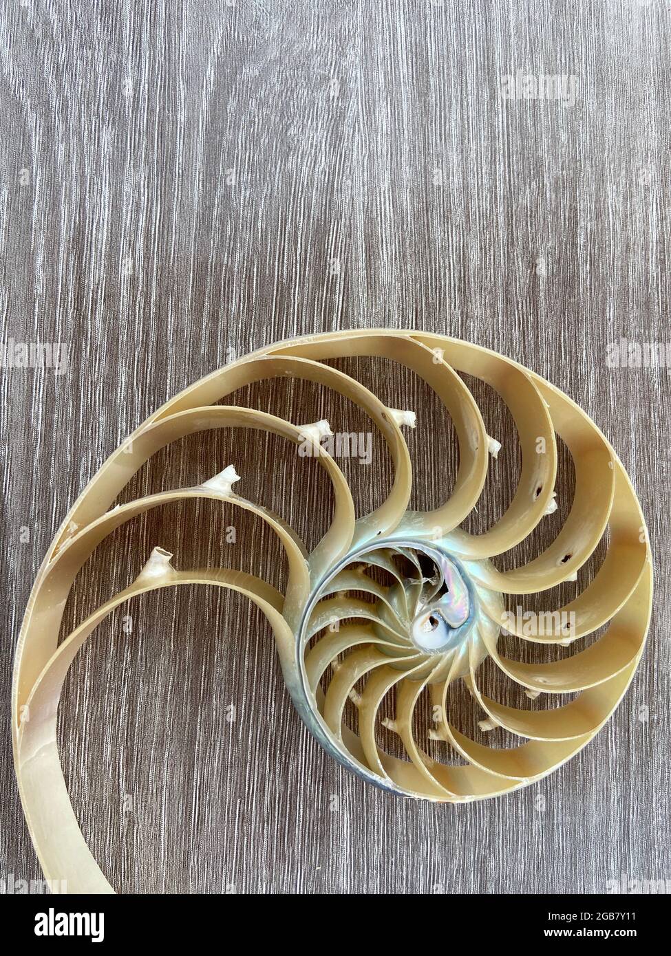 nautilus shell symmetry Fibonacci half cross section spiral golden ...