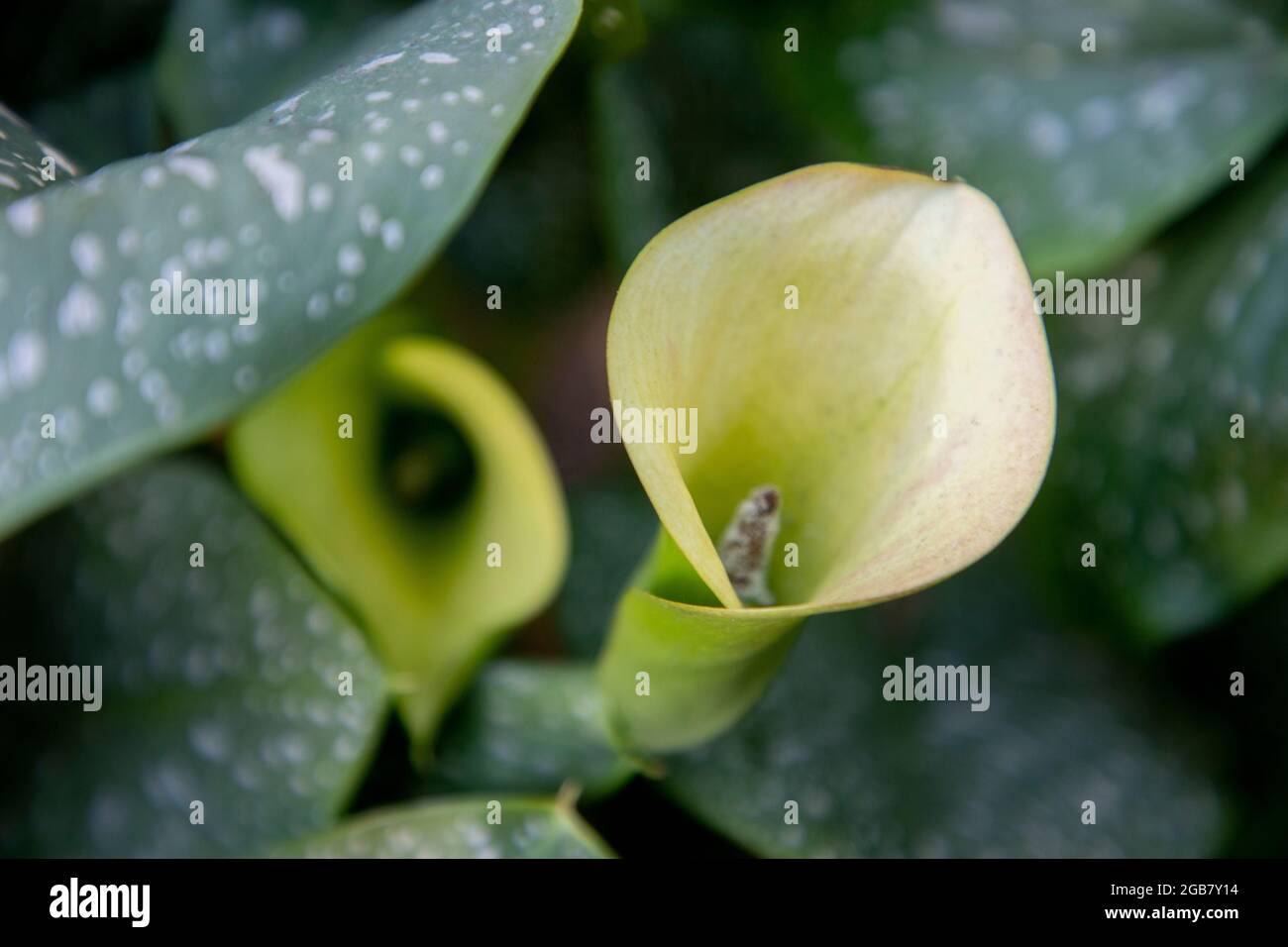 Calla Lilies growing in a garden in Berkeley California Stock Photo - Alamy
