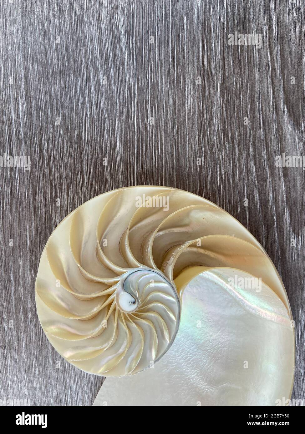 nautilus shell symmetry Fibonacci half cross section spiral golden ratio structure growth close ...