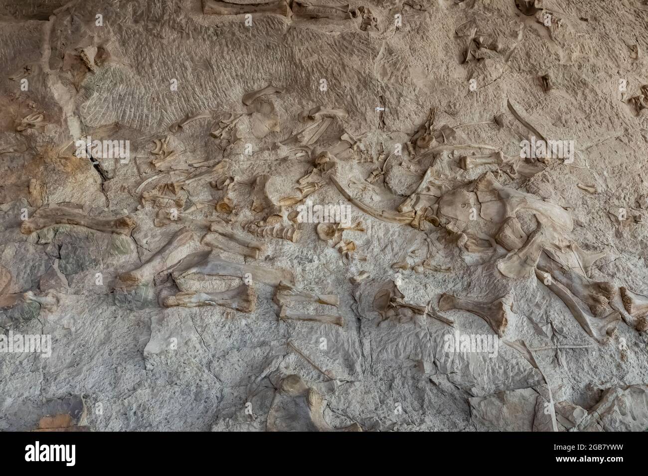 Spectacular exhibit of dinosaur bones excavated in situ by ...