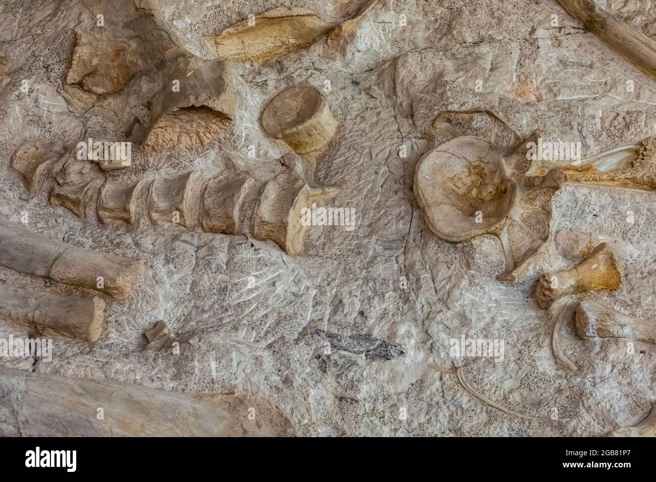 Spectacular exhibit of dinosaur bones excavated in situ by ...