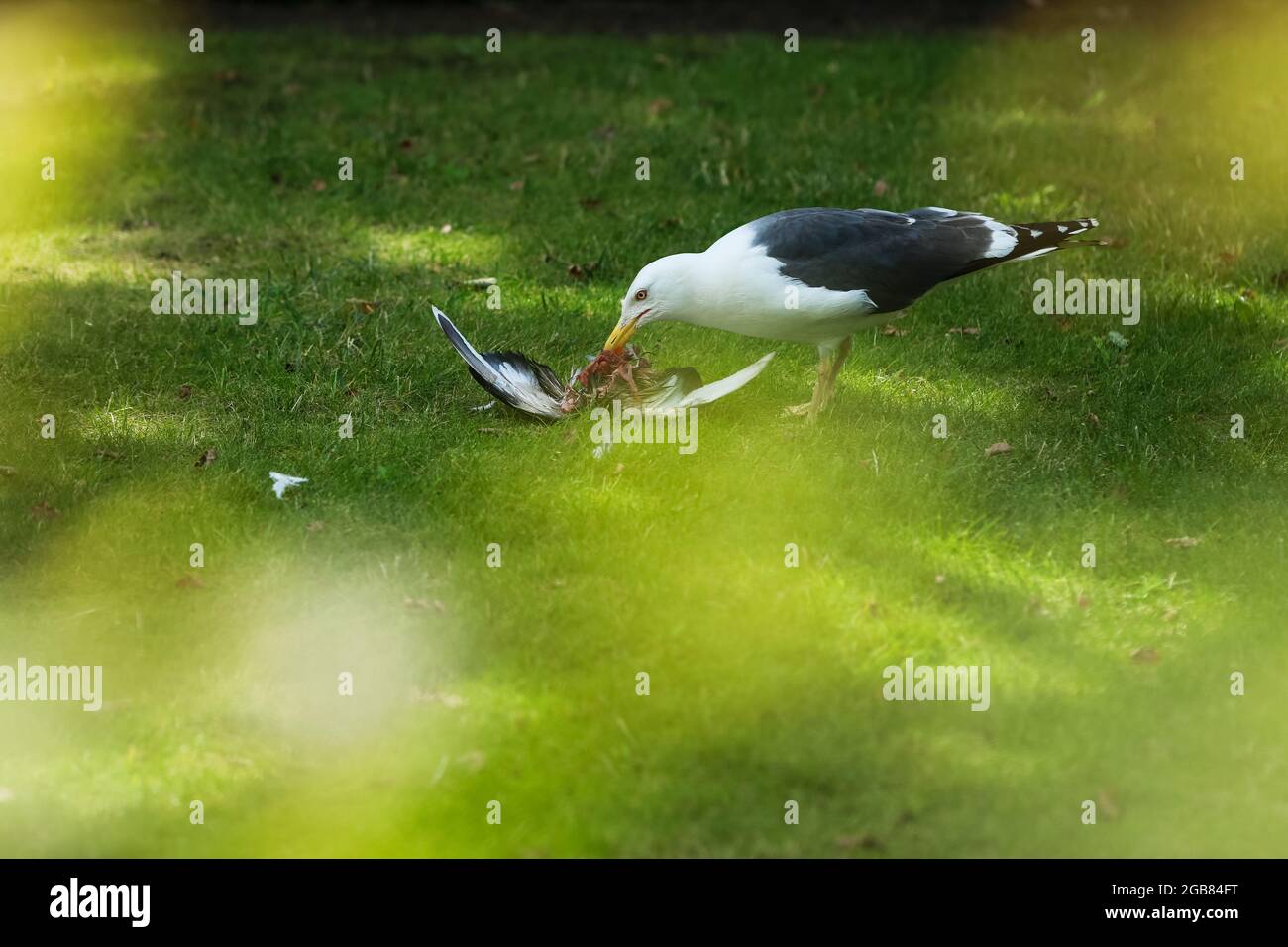 London, UK. 01 August 2021. A seagull eats a dead pigeon in central ...