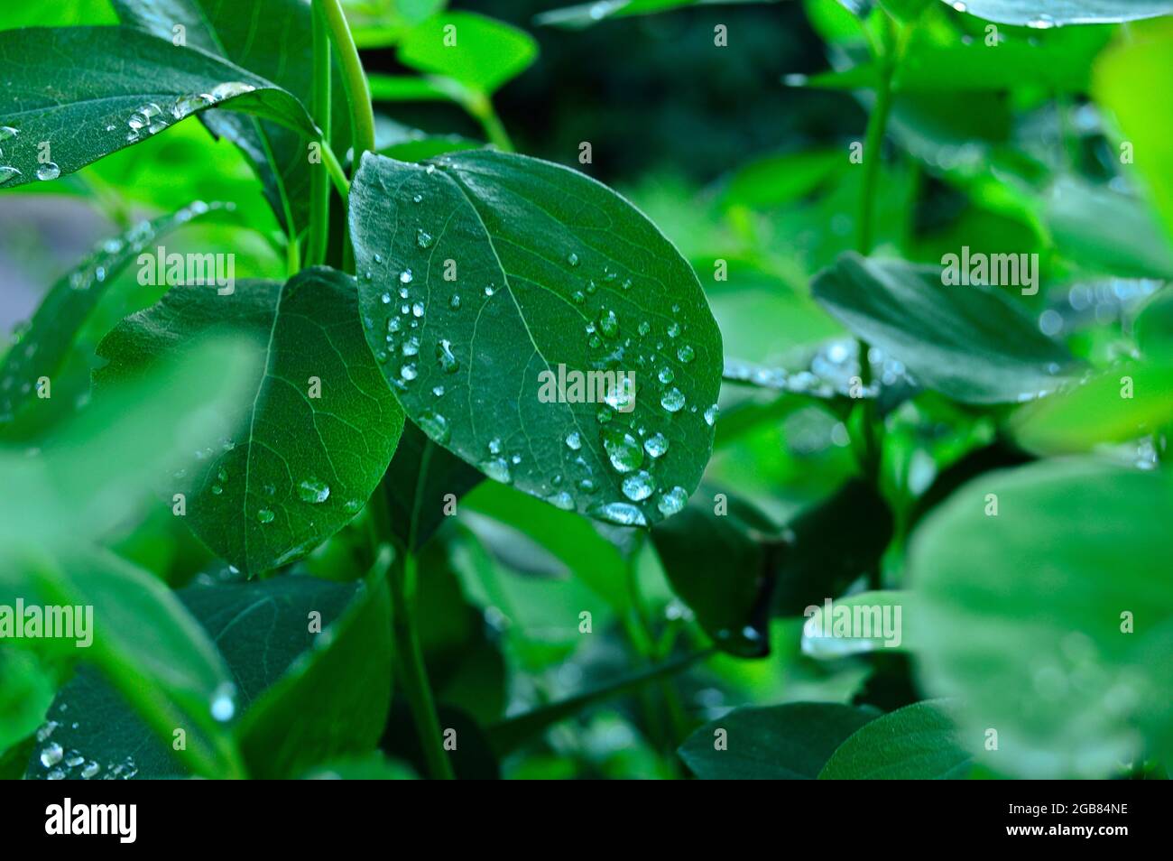 Drops of dew and mist on young leaves of plants, bushes and shrubs ...