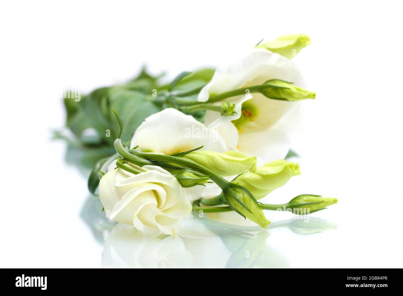 beautiful spring flowers isolated on white Stock Photo - Alamy